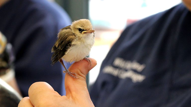 BBC World Service - Outlook, Saving the wild birds of New York City