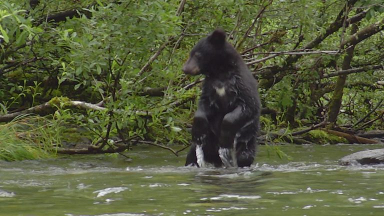 BBC One - Wild Alaska Live
