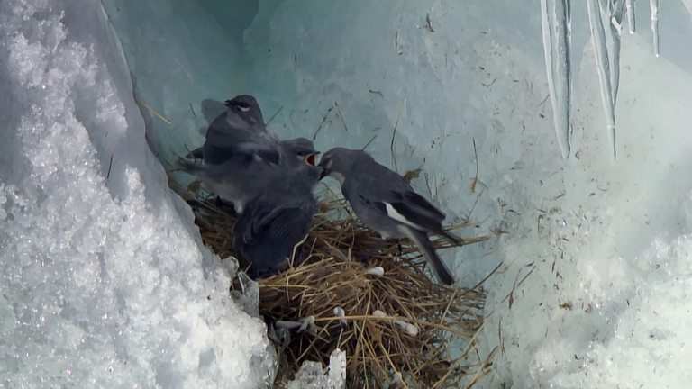 BBC Two - Mountain: Life at the Extreme - Glacier birds