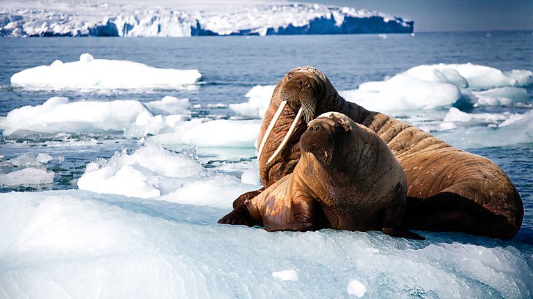 BBC One - Blue Planet II - Episode guide