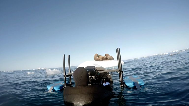 BBC One - Blue Planet II, Series 1, One Ocean, Megadome walrus filming