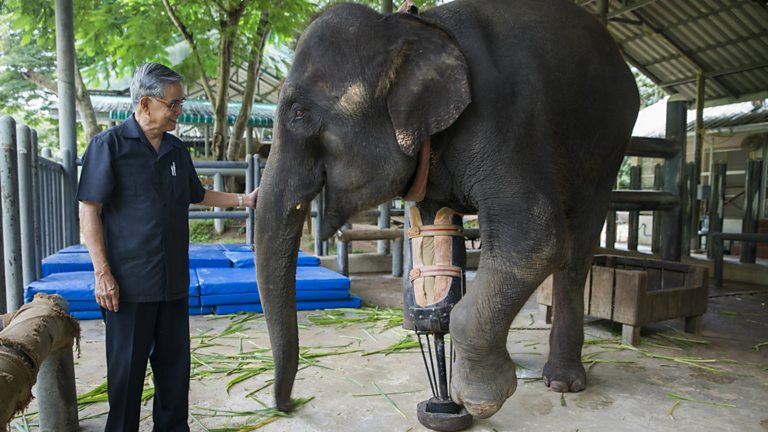 BBC World Service - Outlook, Making the world's first prosthetic leg ...