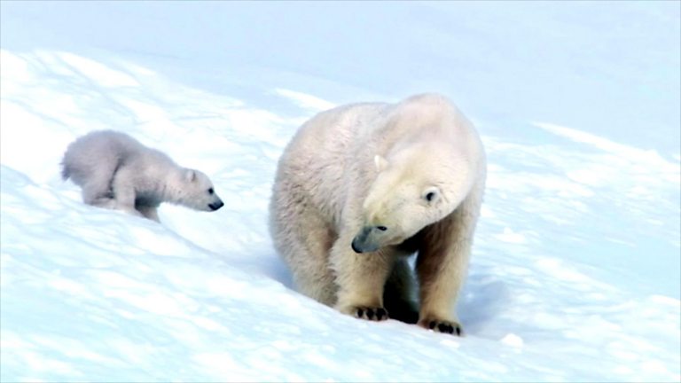 BBC One - Snow Bears, On the hunt