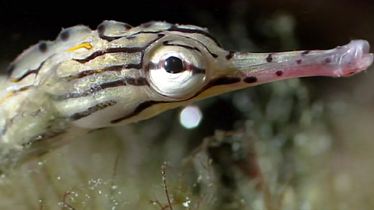 BBC One - The Blue Planet - Episode guide