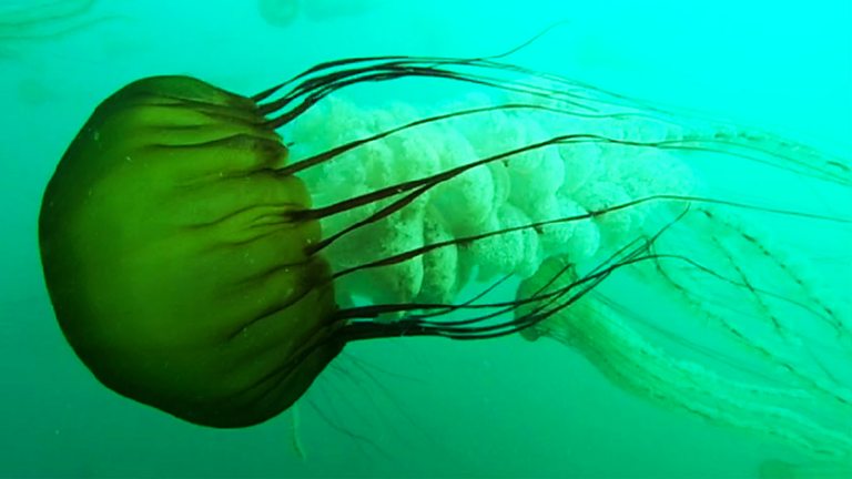 BBC One - The Blue Planet - Episode guide