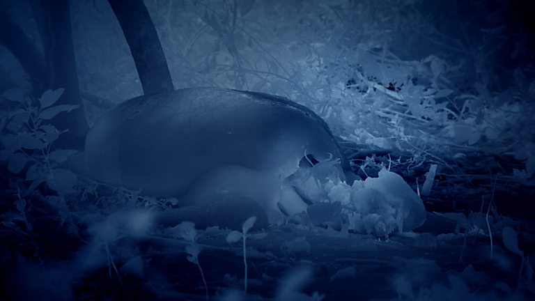 BBC One - Big Cats, Series 1, Episode 1, The world's smallest cat