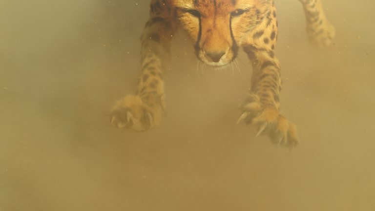 BBC One - Big Cats, Series 1, Episode 1, The world's smallest cat