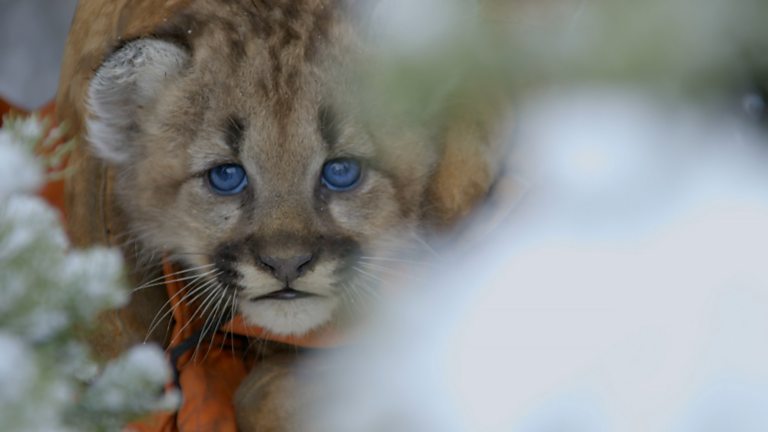 BBC One - Big Cats