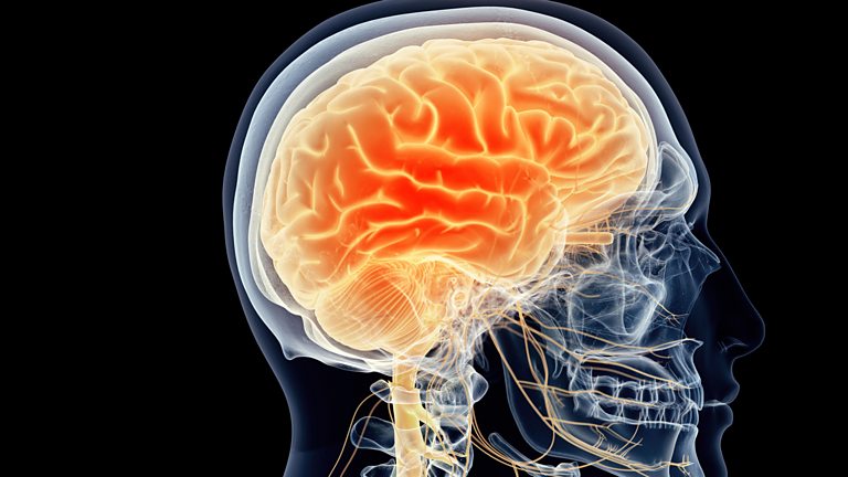 BBC Arts - Hay Festival, 2018 - Five fascinating facts about the human ...