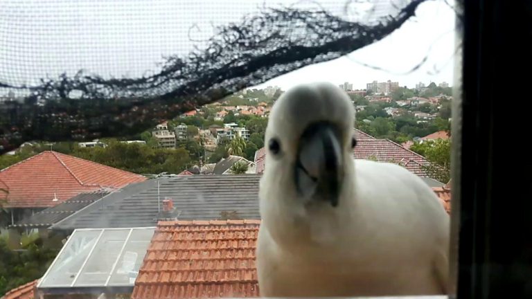 BBC One - Animals Behaving Badly