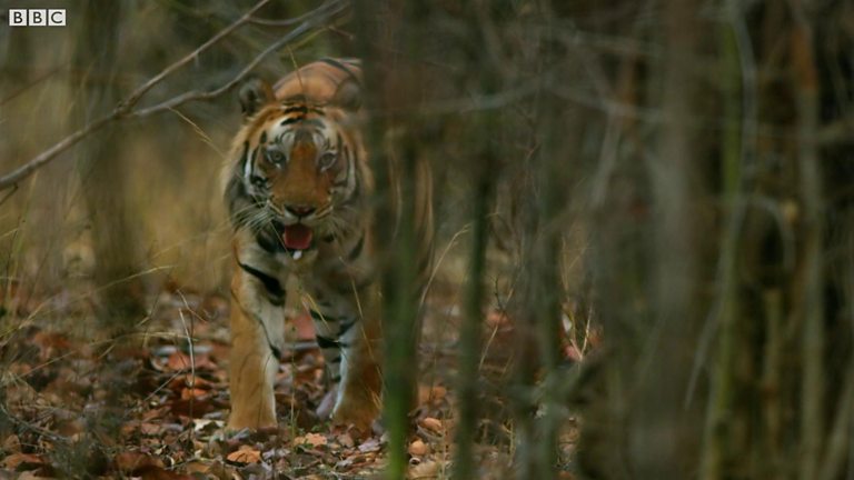 BBC One - Dynasties, Series 1, Tiger, Tiger cubs play at the den