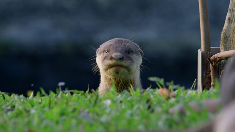 BBC Two - Cities: Nature's New Wild, Series 1, Residents, An otter ...