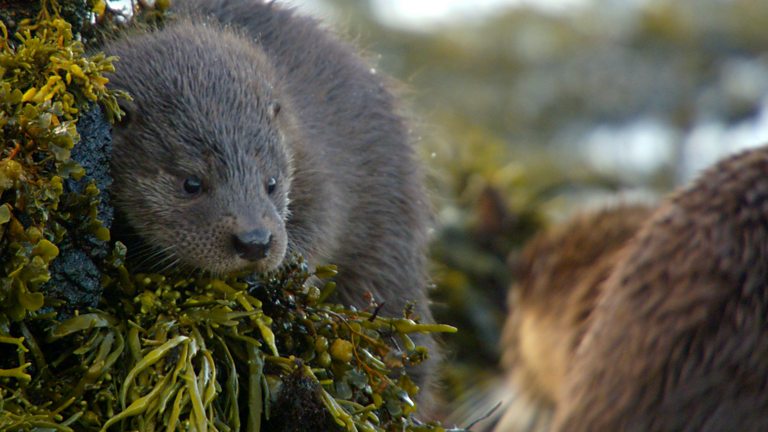 BBC One - Wild Shetland - Scotland's Viking Frontier