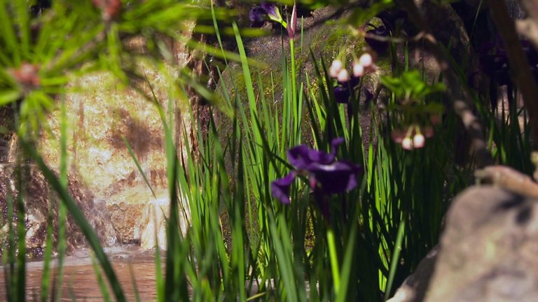 BBC Two - RHS Chelsea Flower Show