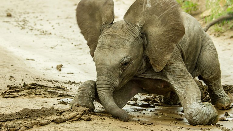 BBC One - Animal Babies