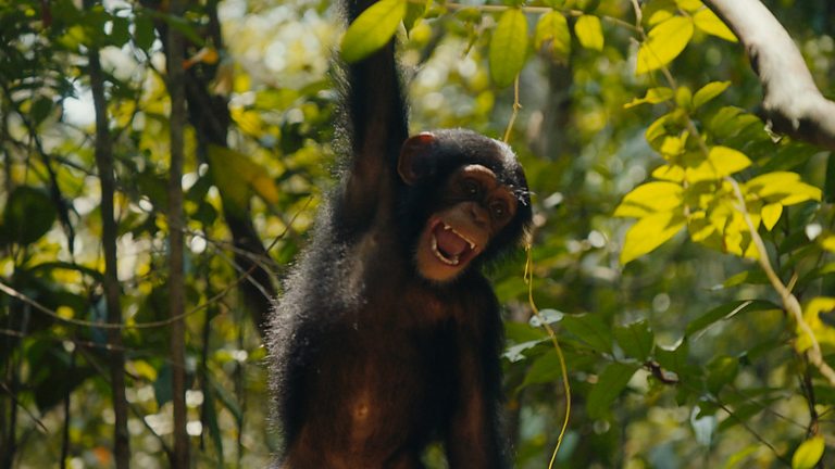 BBC Two - Baby Chimp Rescue