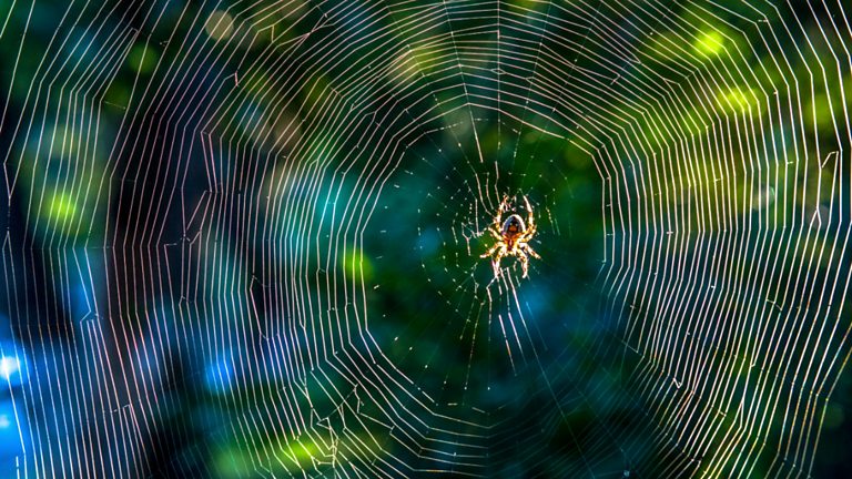 BBC World Service - CrowdScience, What makes a spider spin a web?, How ...