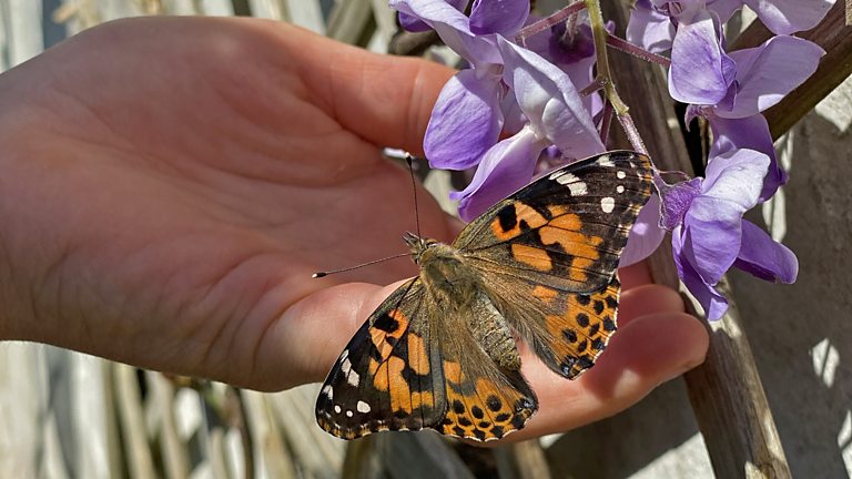 BBC Two - Springwatch