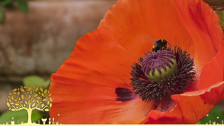 BBC Two - Gardeners' World, 2020, Episode 14, Sue Kent's Garden