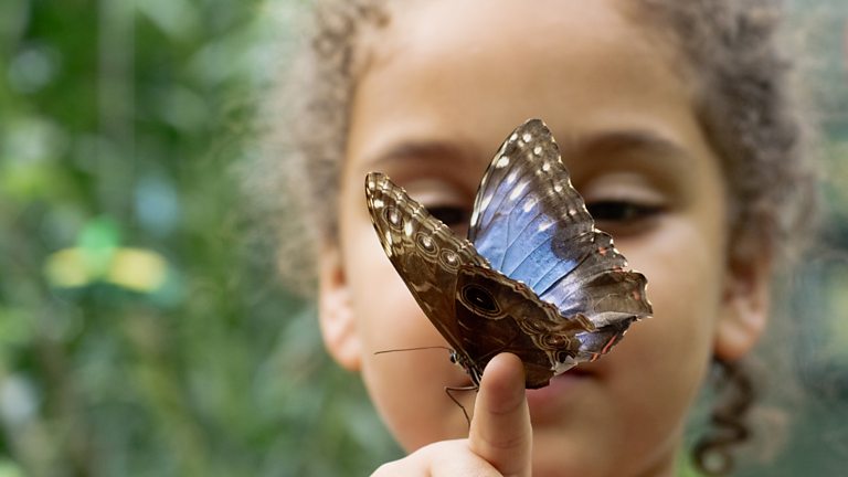 BBC World Service - CrowdScience, Do animals have consciousness?