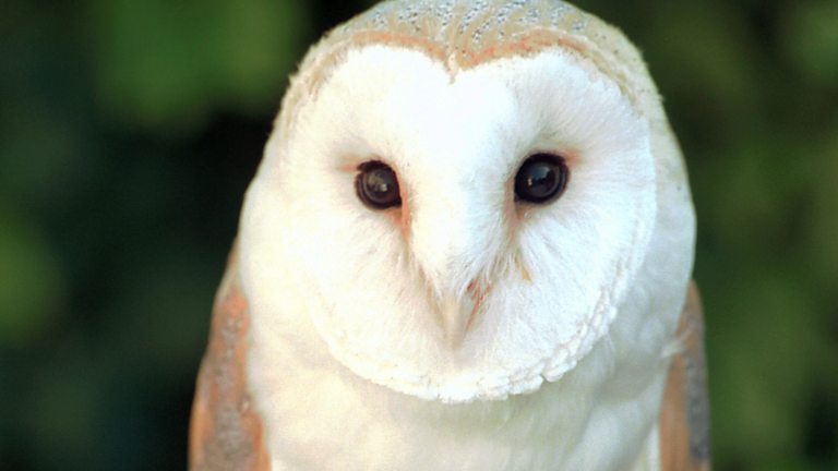 BBC Radio 4 - Homeschool History - Everything you didn’t know about ...