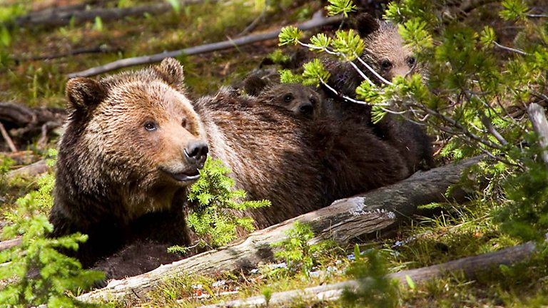 BBC Two - Yellowstone - Episode guide