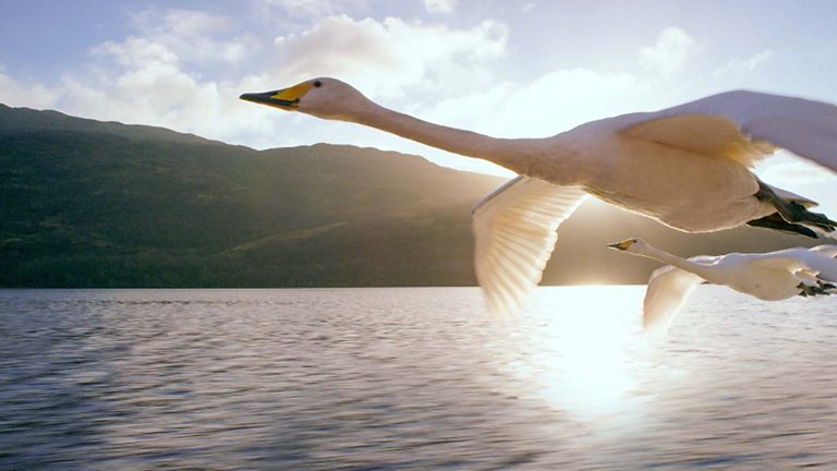 BBC One - Life in the Air, Masters of the Sky, An aerial assassin at work