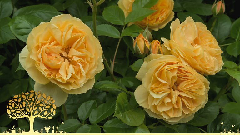 BBC Two - Gardeners' World, 2020, Episode 24, Terry Smale