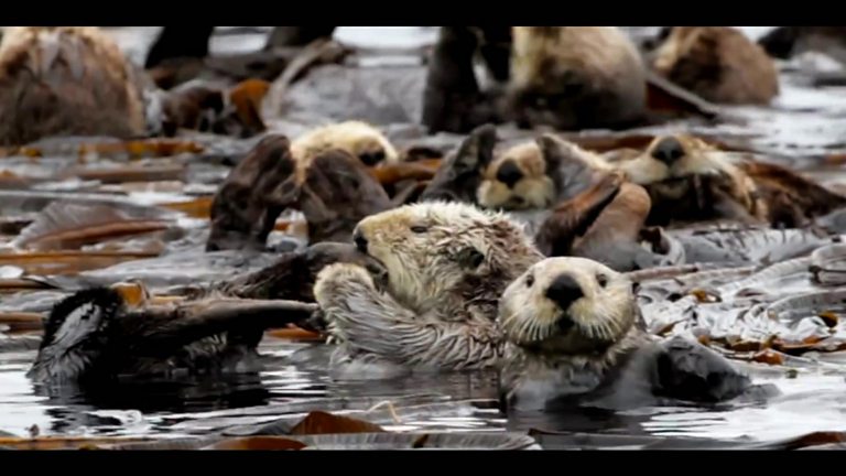 BBC One - Extinction: The Facts, Extinction: The Facts in 6 minutes