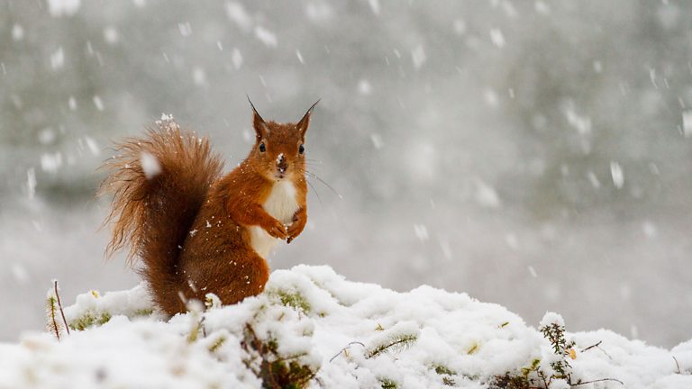 BBC Two - Winterwatch
