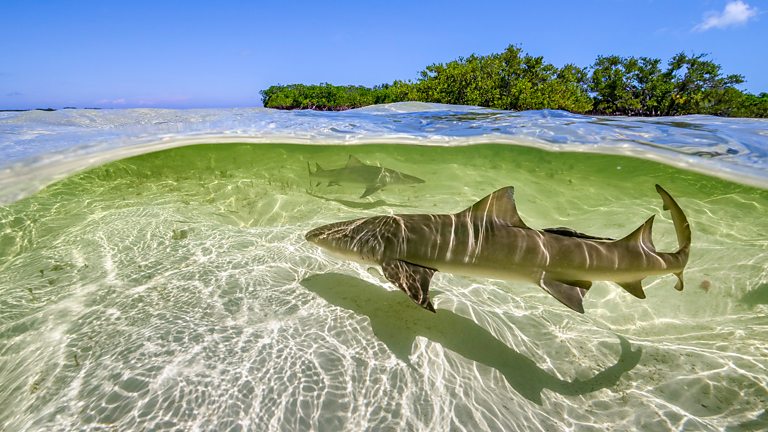 BBC One - A Perfect Planet