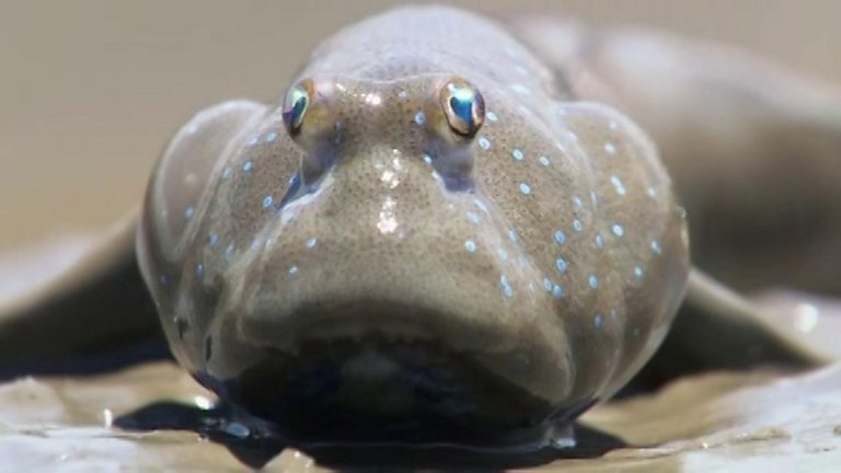 CBeebies Radio - Andy’s Sound Adventures