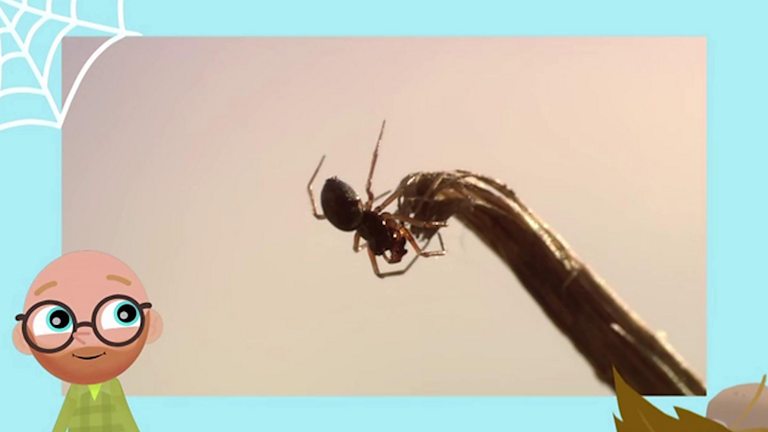 CBeebies - Teeny Tiny Creatures