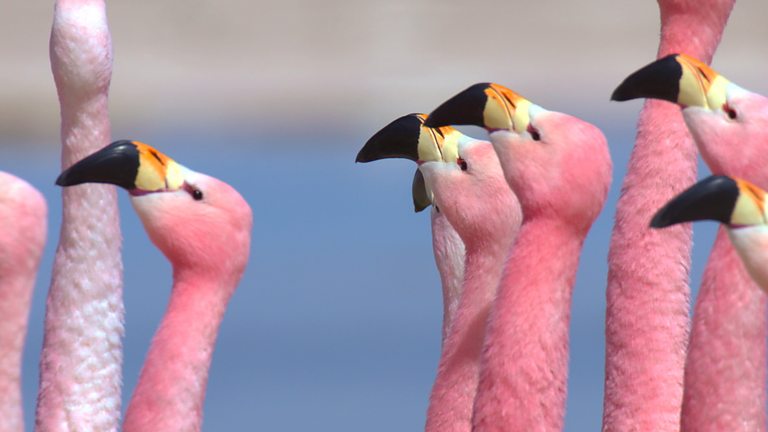 BBC One - Attenborough's Life in Colour, Series 1, Seeing in Colour