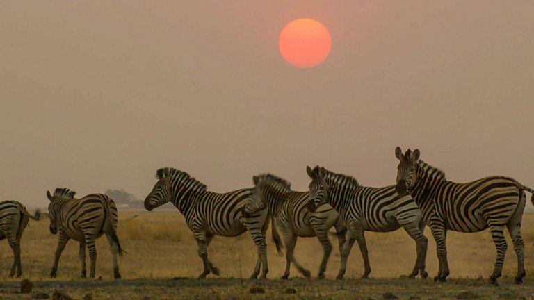 BBC - Wildlife