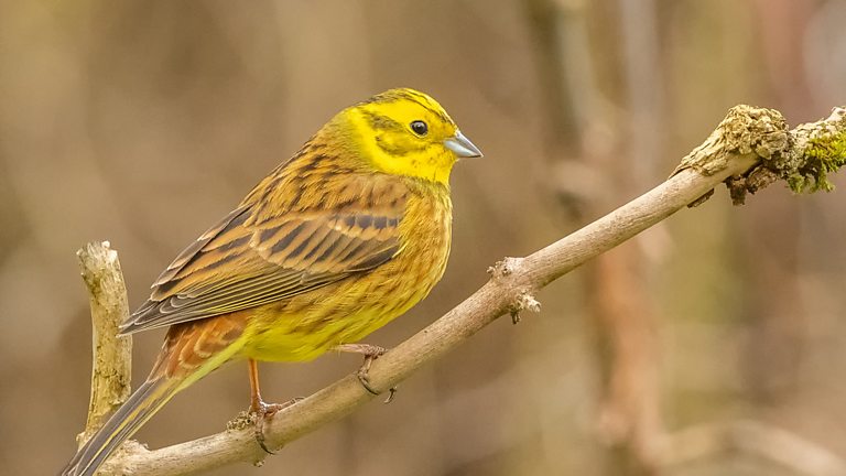 BBC Two - Springwatch