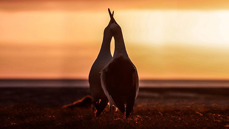 BBC One - The Mating Game