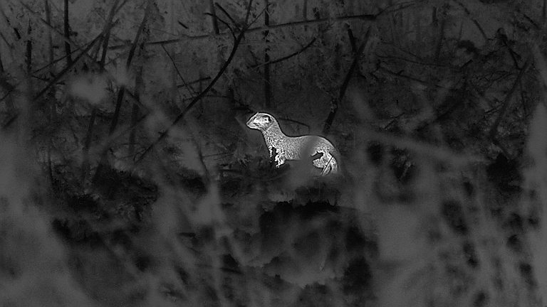 BBC Two - Autumnwatch - Clips