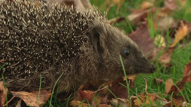 BBC Scotland - Landward