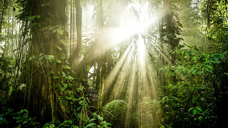 BBC One - The Green Planet