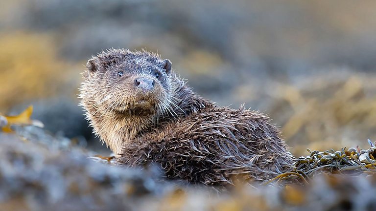 BBC - Do Something Great