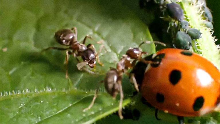 BBC One - Life in the Undergrowth, Intimate Relations, Ant vs ladybird