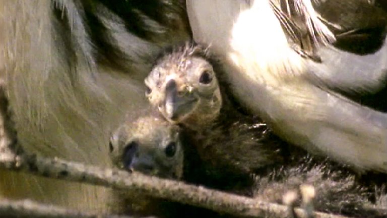 BBC Four - The Life of Birds, To Fly or Not to Fly?, Clawed wings