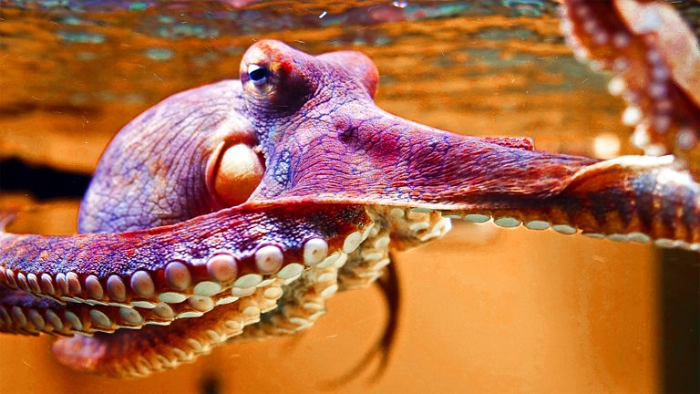 BBC Two - Natural World, 2019-2020, The Octopus in My House, The ...