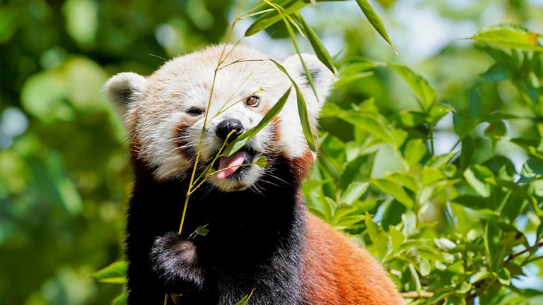 BBC One - Animal Park