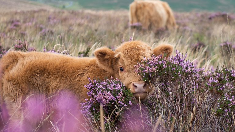 BBC One - Countryfile - Features