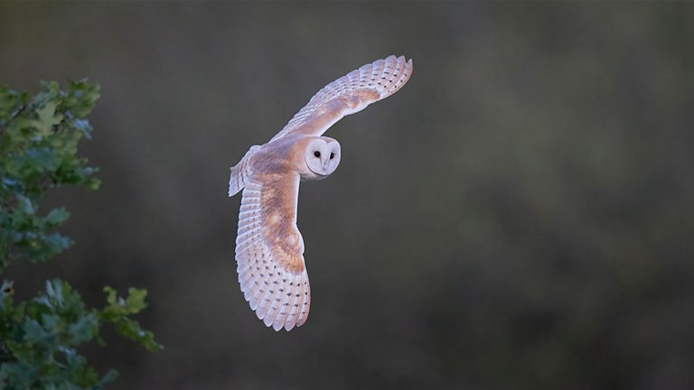 BBC Two - Autumnwatch