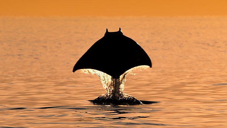 BBC One - Planet Earth III - Episode guide