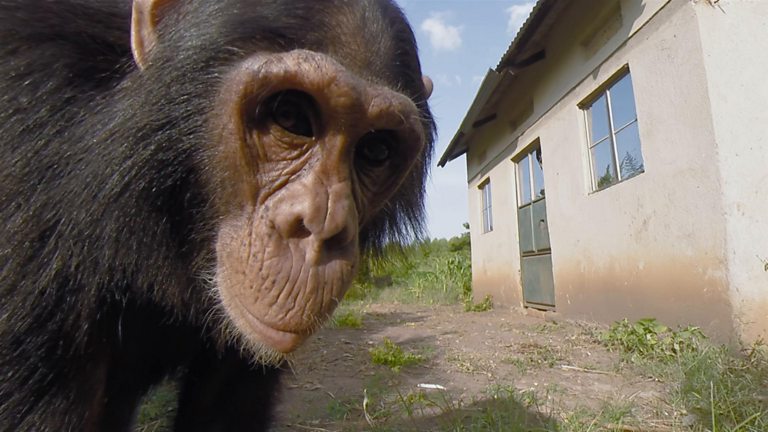 BBC One - Planet Earth III, Series 1, Forests