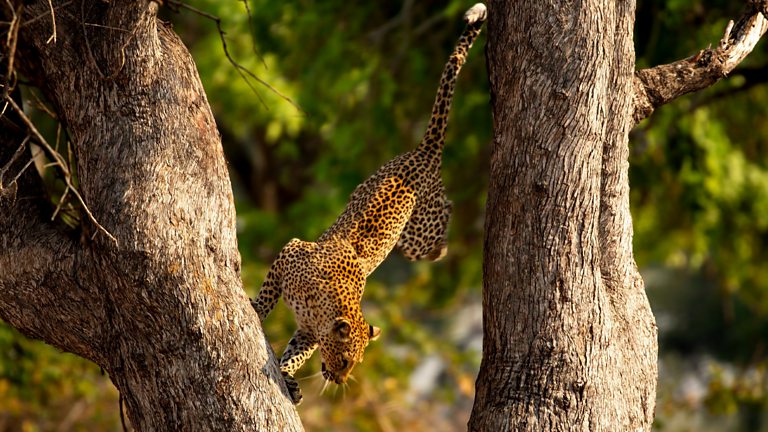 BBC One - Planet Earth III - Episode guide
